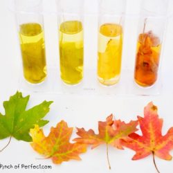 50+ Fall Leaf Themed Activities, Books, Crafts, and Snacks | HOAWG