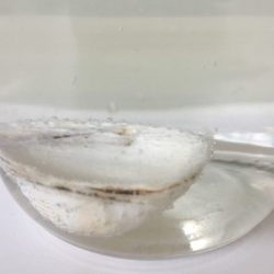 50 Simple Science Experiments with Supplies You Already Have