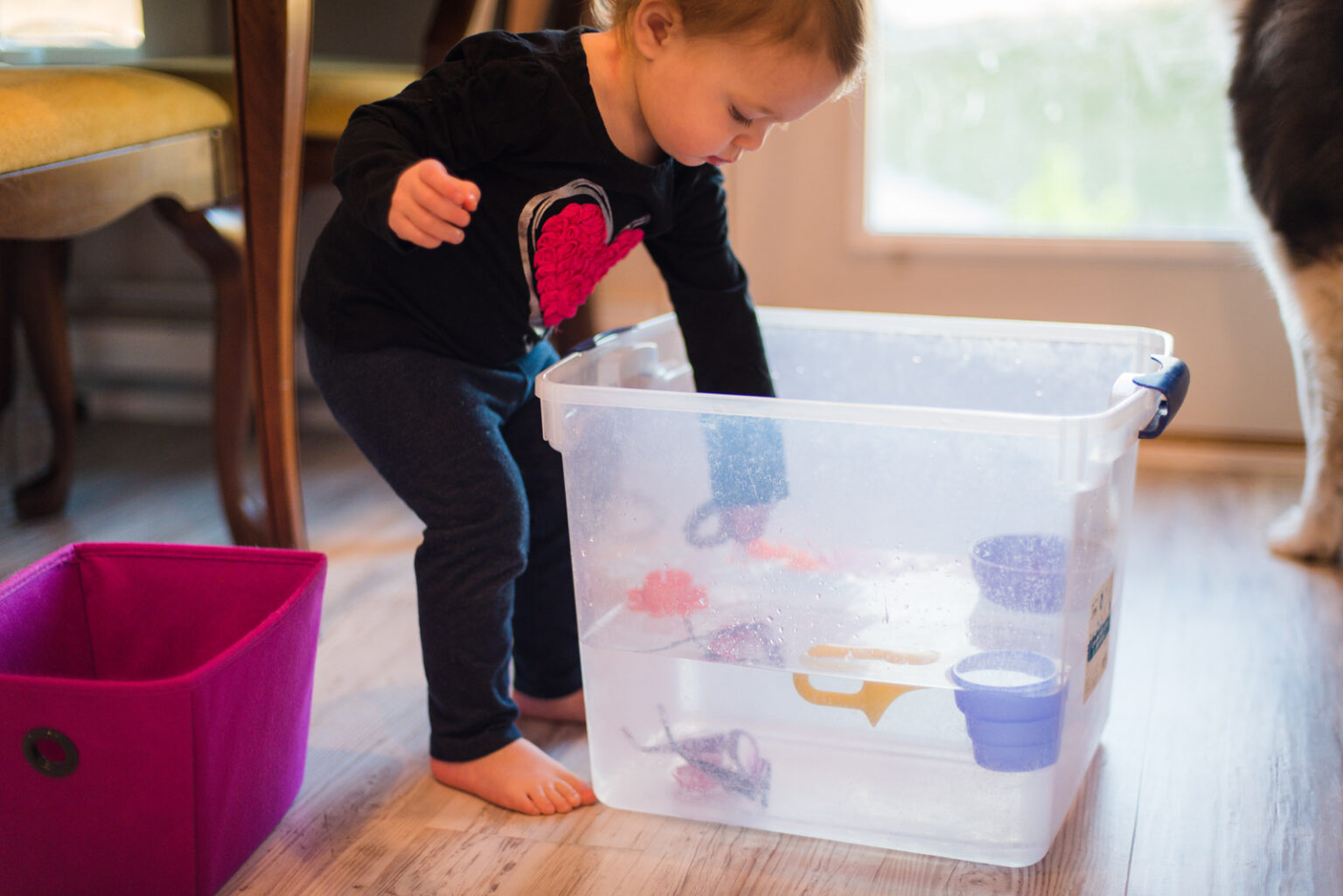 Simple Sink or Float Experiment Perfect for Curious Toddlers | HOAWG