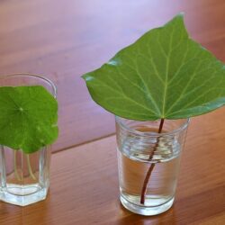 50+ Prized Plant Activities with Simple Seed Crafts & Science Activities