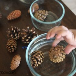 50+ Prized Plant Activities with Simple Seed Crafts & Science Activities