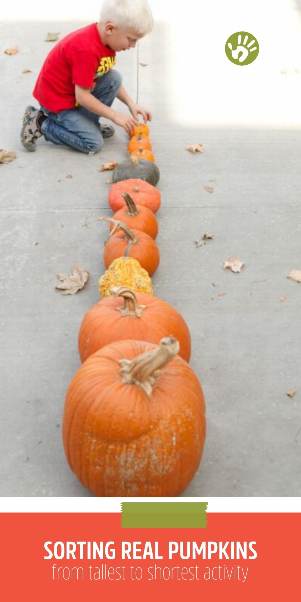 Pumpkin Sorting By Size — With Real Pumpkins and No Worksheet!