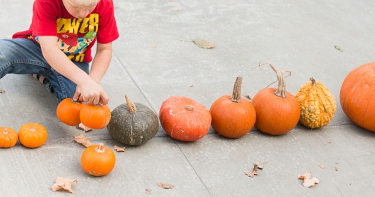 Pumpkin Sorting By Size — With Real Pumpkins and No Worksheet!