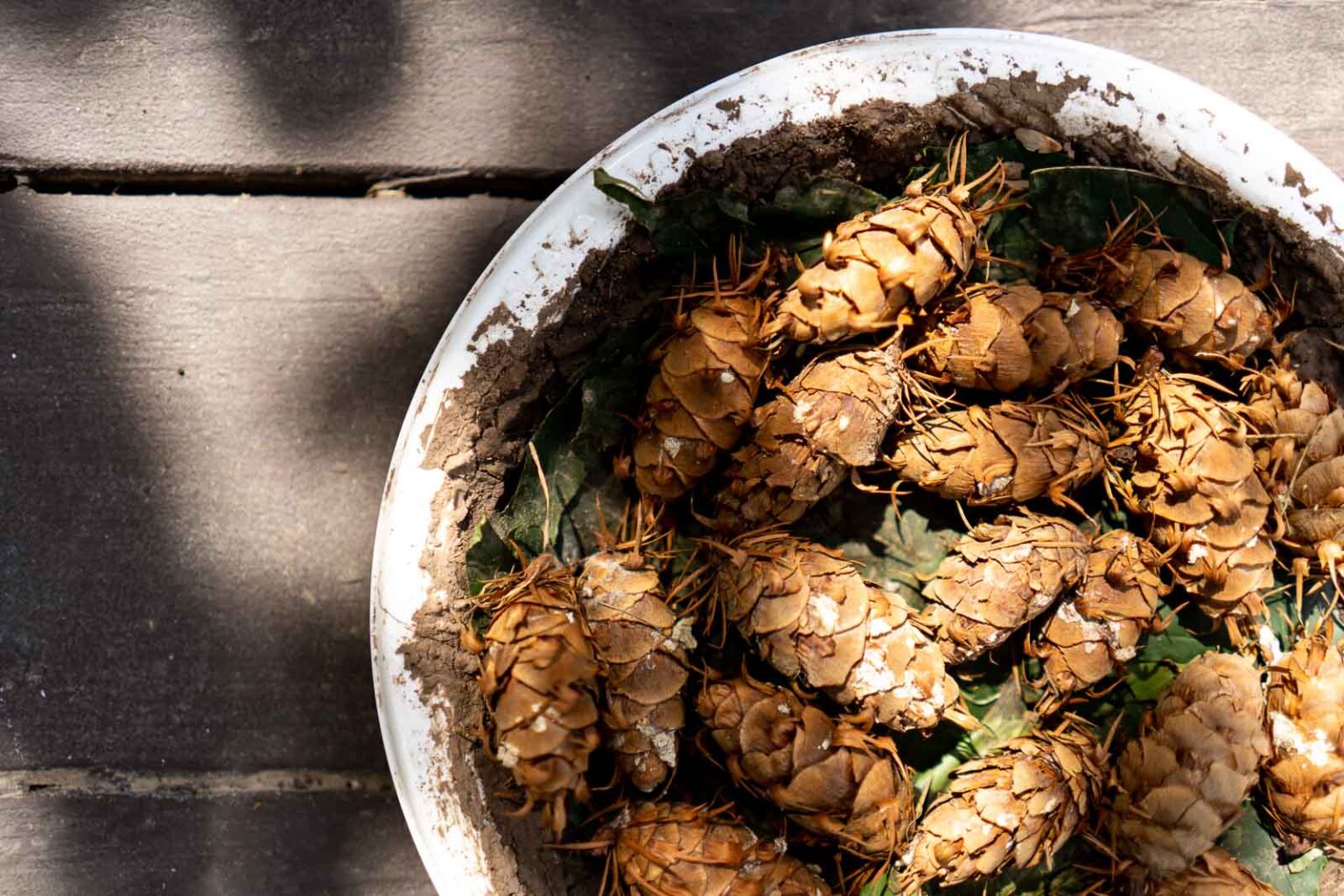 Outdoor Play Cooking: Make a Nature & Mud Pizza - HOAWG®️